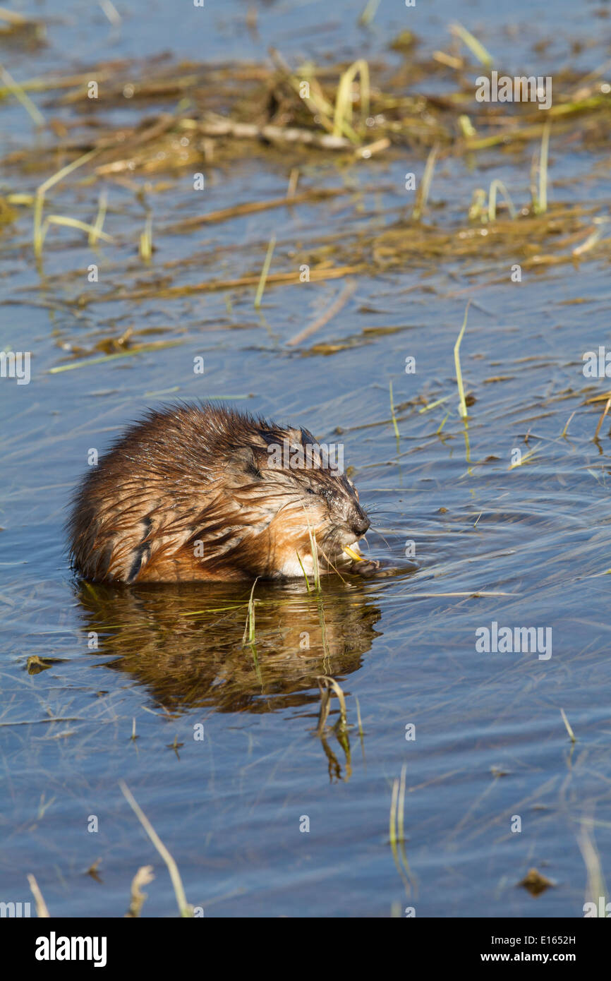 Hind feet feeding hi-res stock photography and images - Alamy