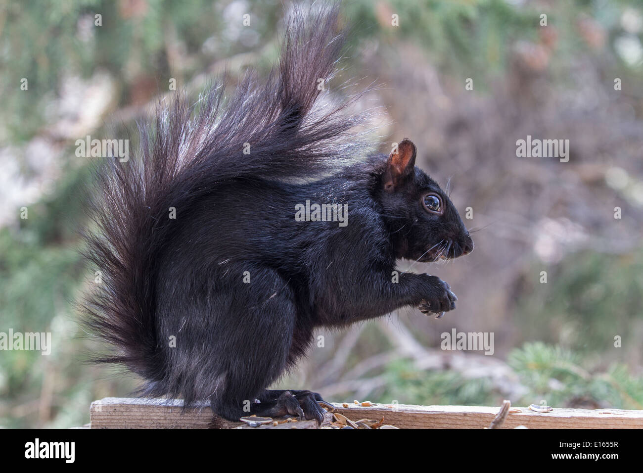Black Squirrel (Sciurus carolinensis), Bushy tailed, standing on wooden ...