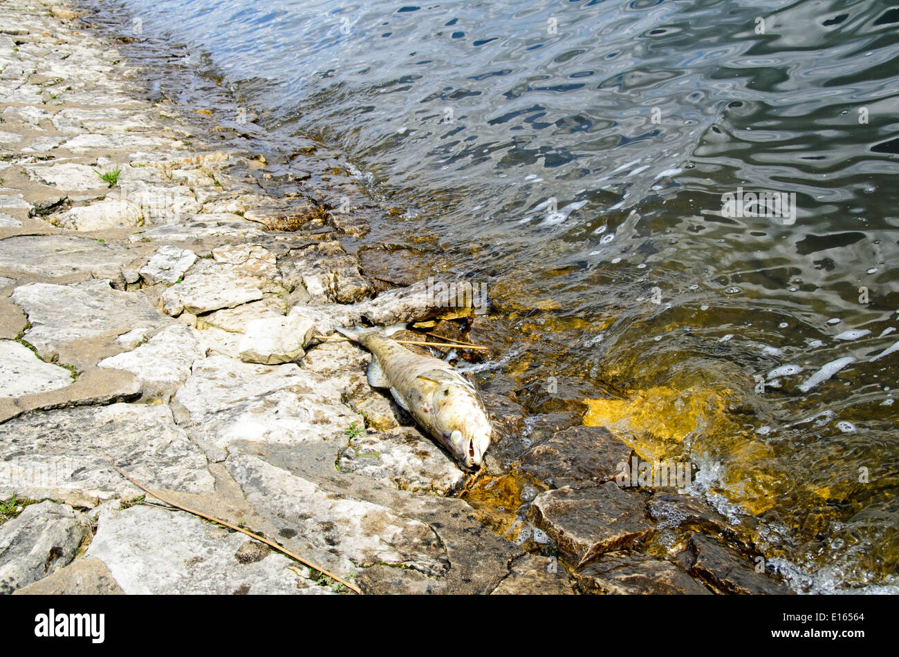 picture of dead fish Stock Photo - Alamy