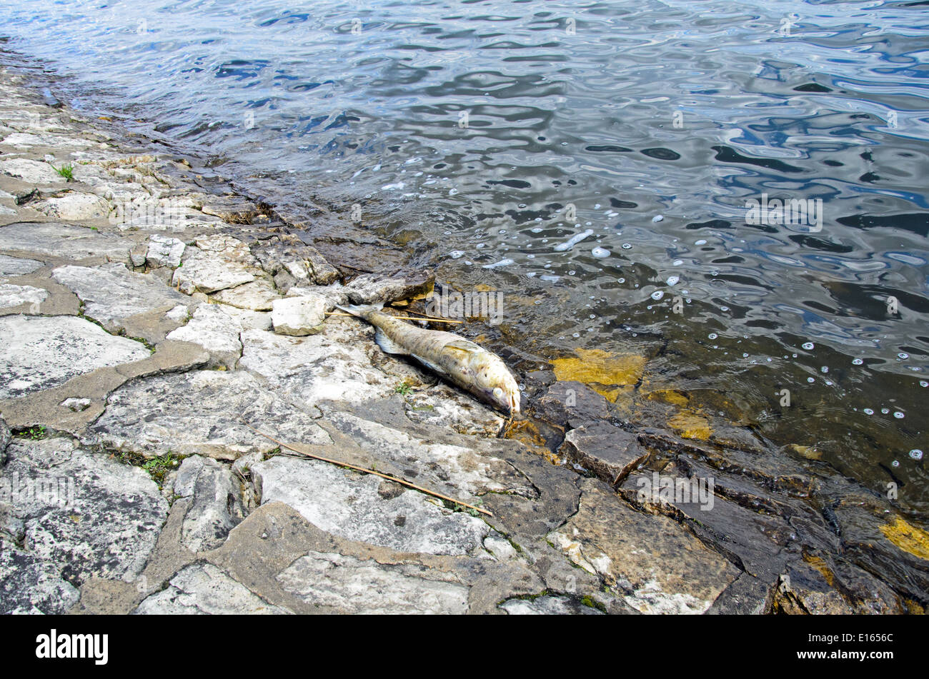 picture of dead fish Stock Photo - Alamy