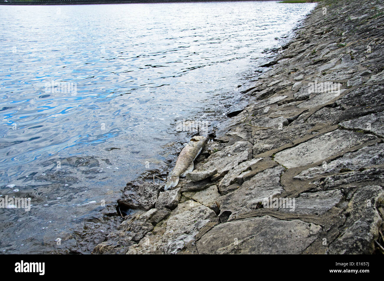 picture of dead fish Stock Photo - Alamy