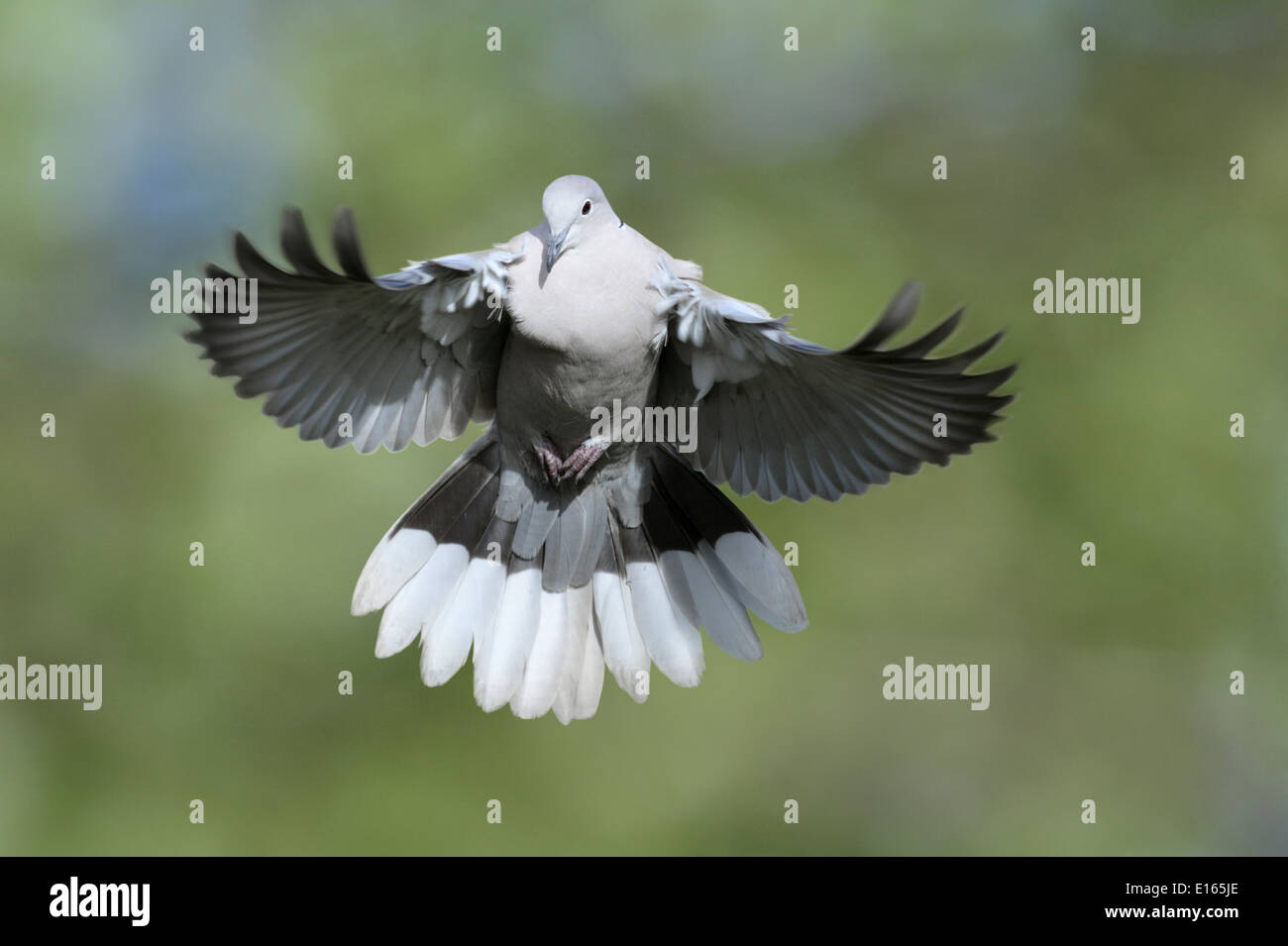 Flying Collared Dove High Resolution Stock Photography and Images - Alamy