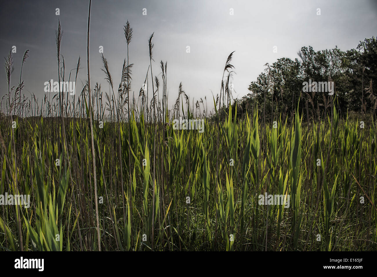 Carrizo cane hi-res stock photography and images - Alamy