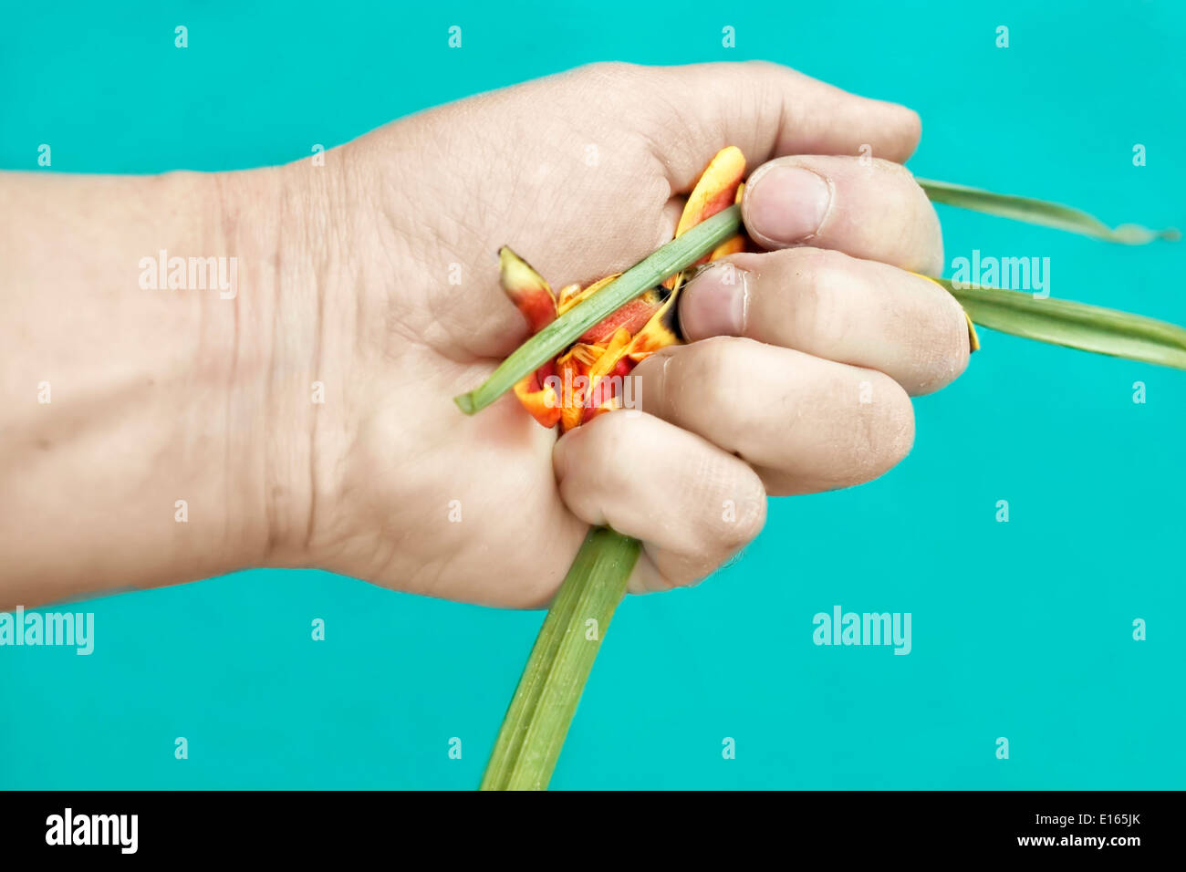 Hand of a man destroying a flower, concept of a man destroying nature ...