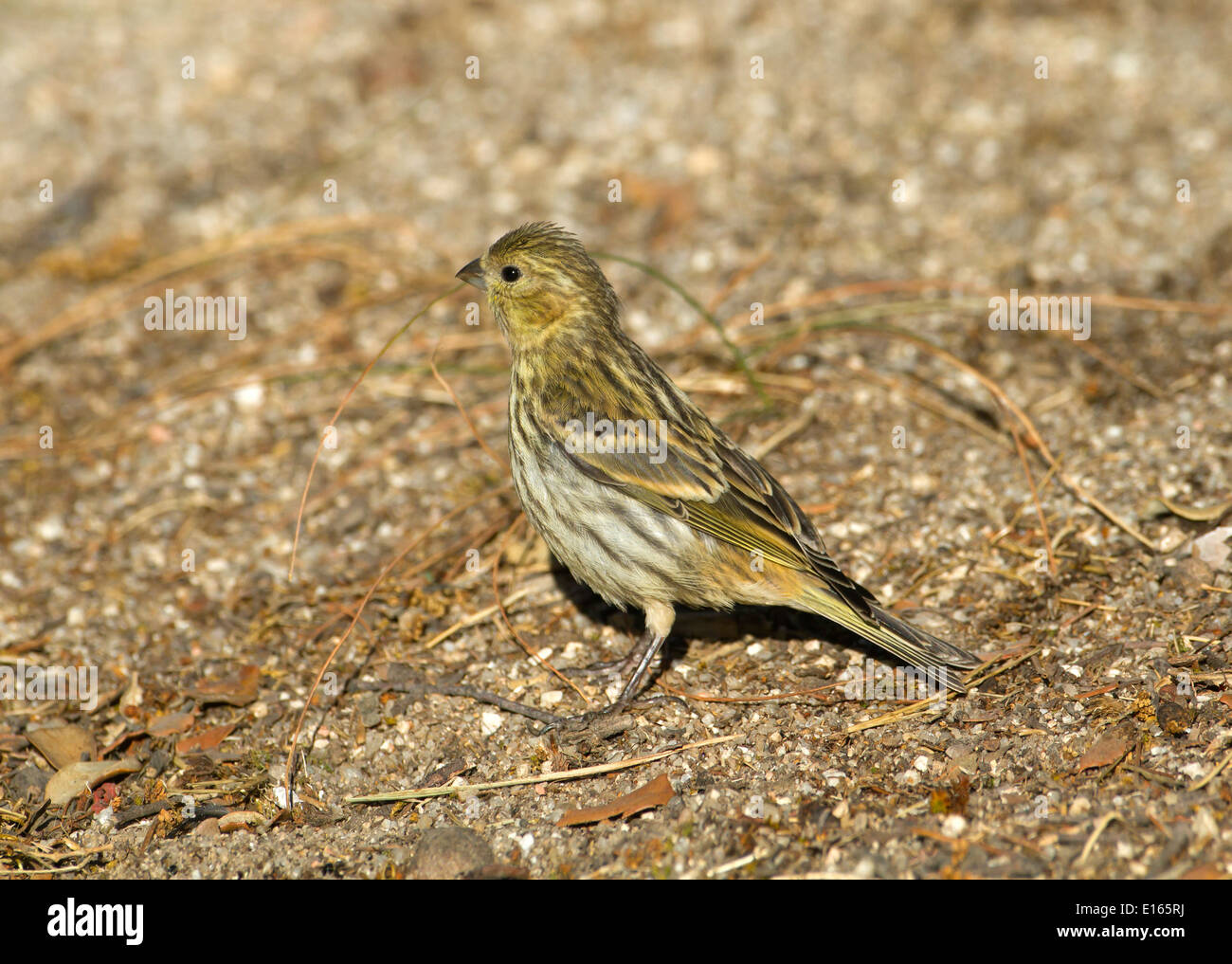 Serin finch hi-res stock photography and images - Alamy