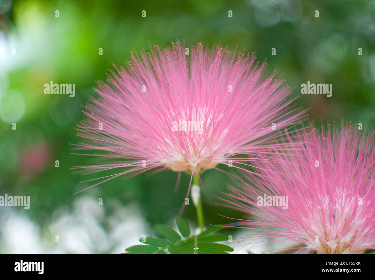 Powder Puff Plant Stock Photo - Alamy