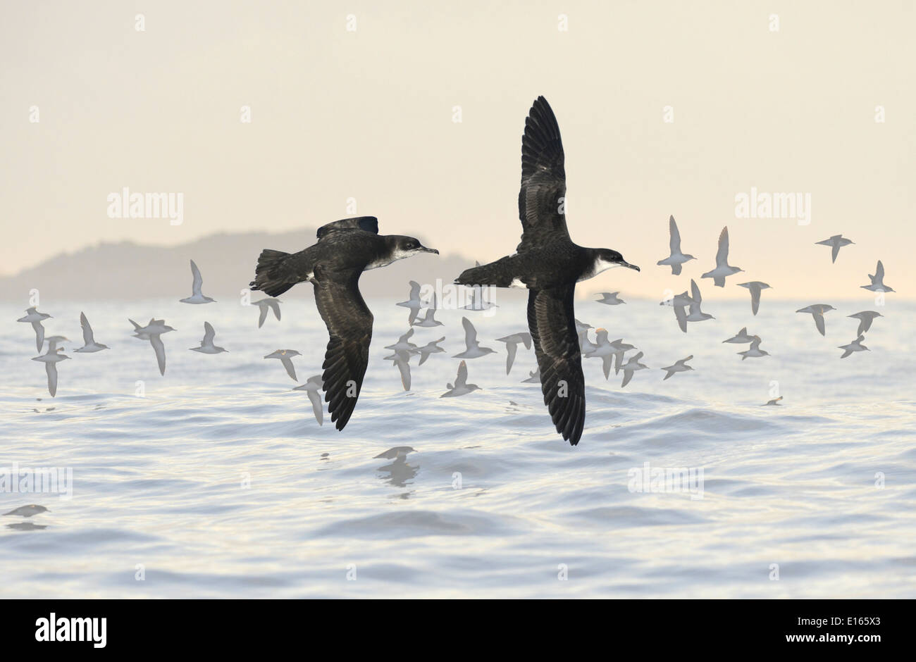 Manx Shearwater High Resolution Stock Photography and Images - Alamy