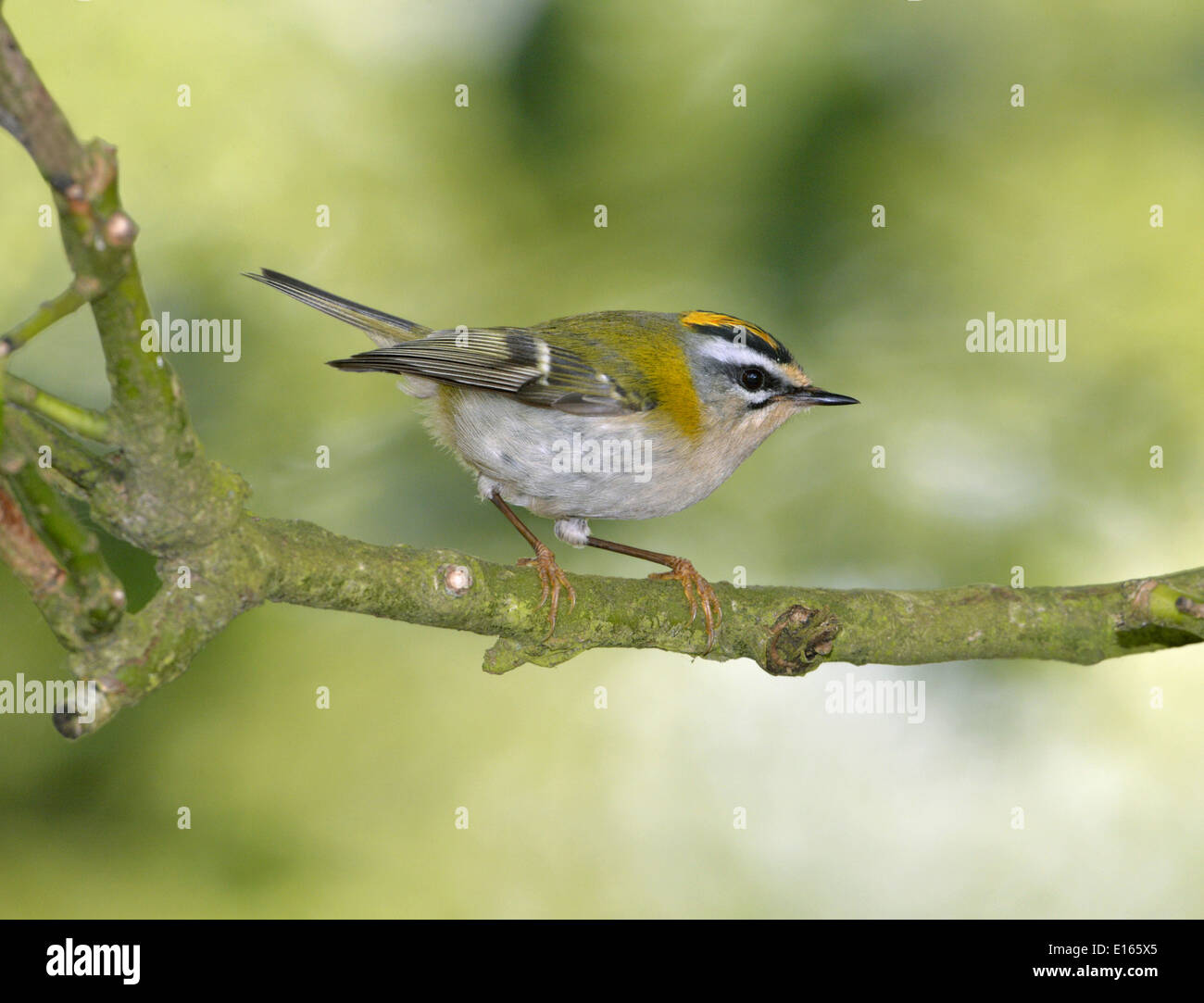 Firecrest Regulus ignicapillus Stock Photo - Alamy