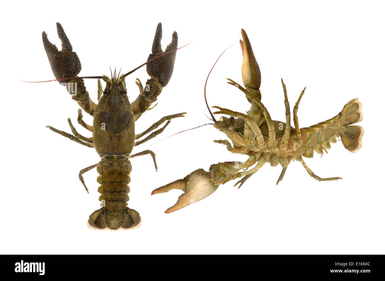 White-clawed Crayfish - Austropotamobius pallipes Stock Photo: 69592556 ...