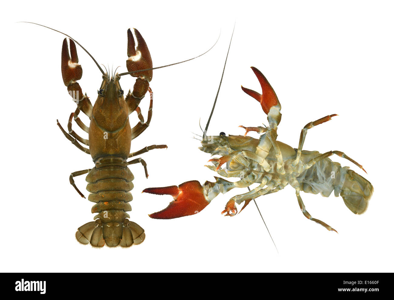 Signal crayfish white background Cut Out Stock Images & Pictures - Alamy