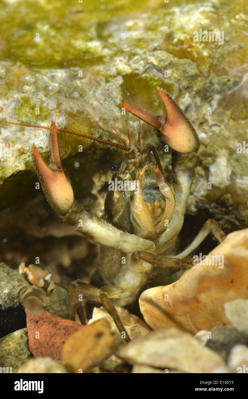 White-clawed Crayfish - Austropotamobius pallipes Stock Photo - Alamy