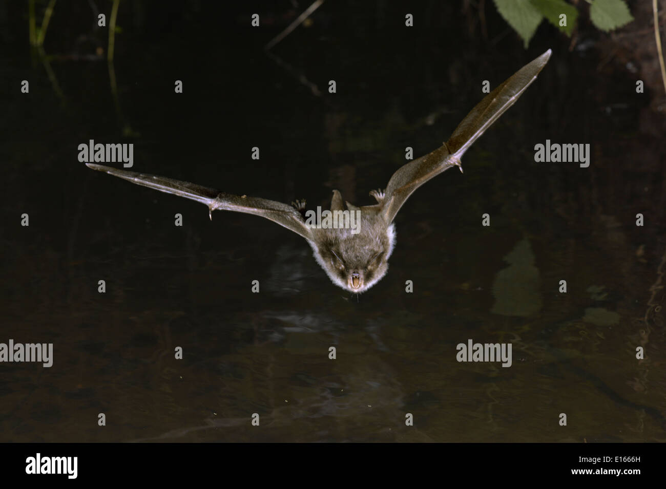 Brandt’s Bat Myotis brandtii Stock Photo - Alamy