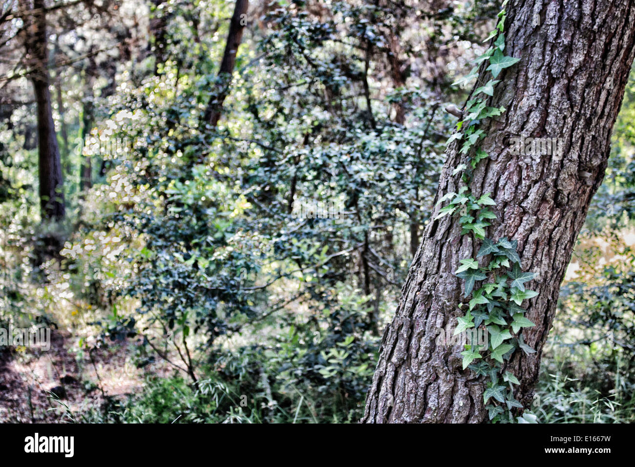 Pinewood forest on Italian countryside Stock Photo - Alamy