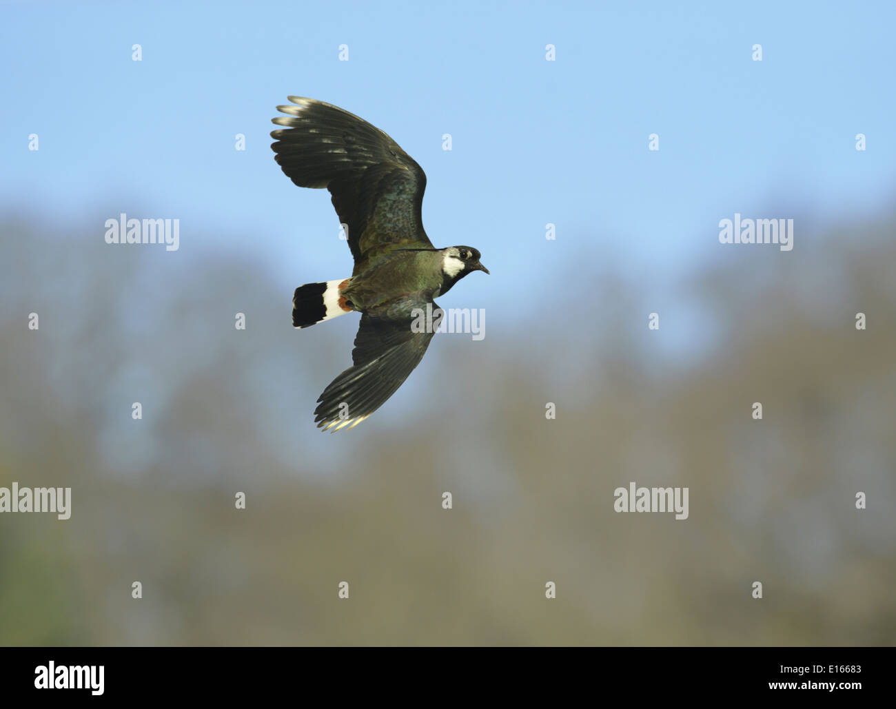 Flying lapwing hi-res stock photography and images - Alamy