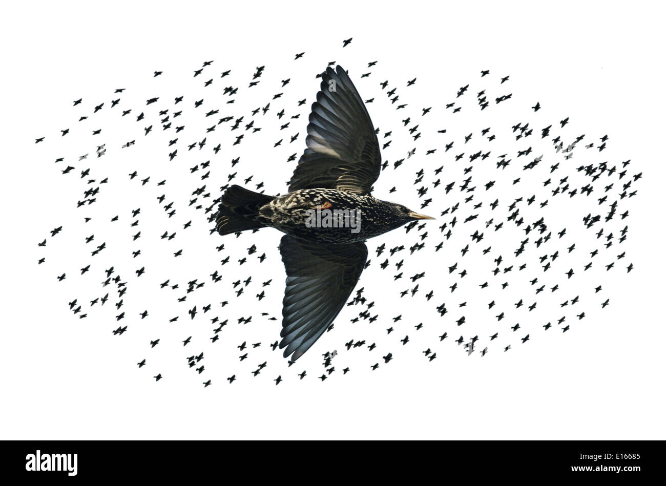 Starling Cut Out Stock Images & Pictures - Alamy