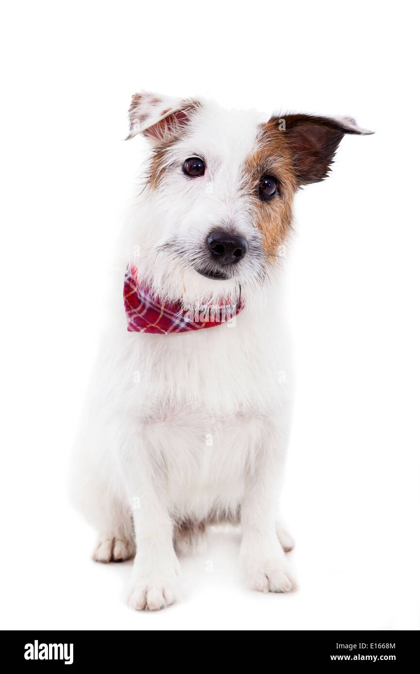Jack russel terrier hi-res stock photography and images - Alamy