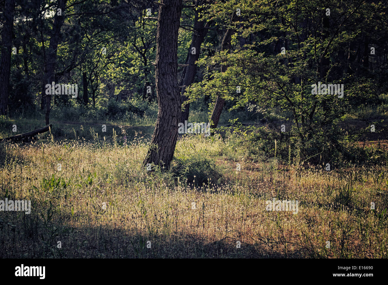 Pinewood forest on Italian countryside Stock Photo - Alamy