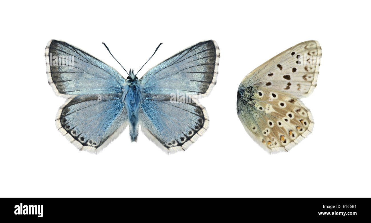 Chalkhill Blue Butterflies High Resolution Stock Photography and Images ...
