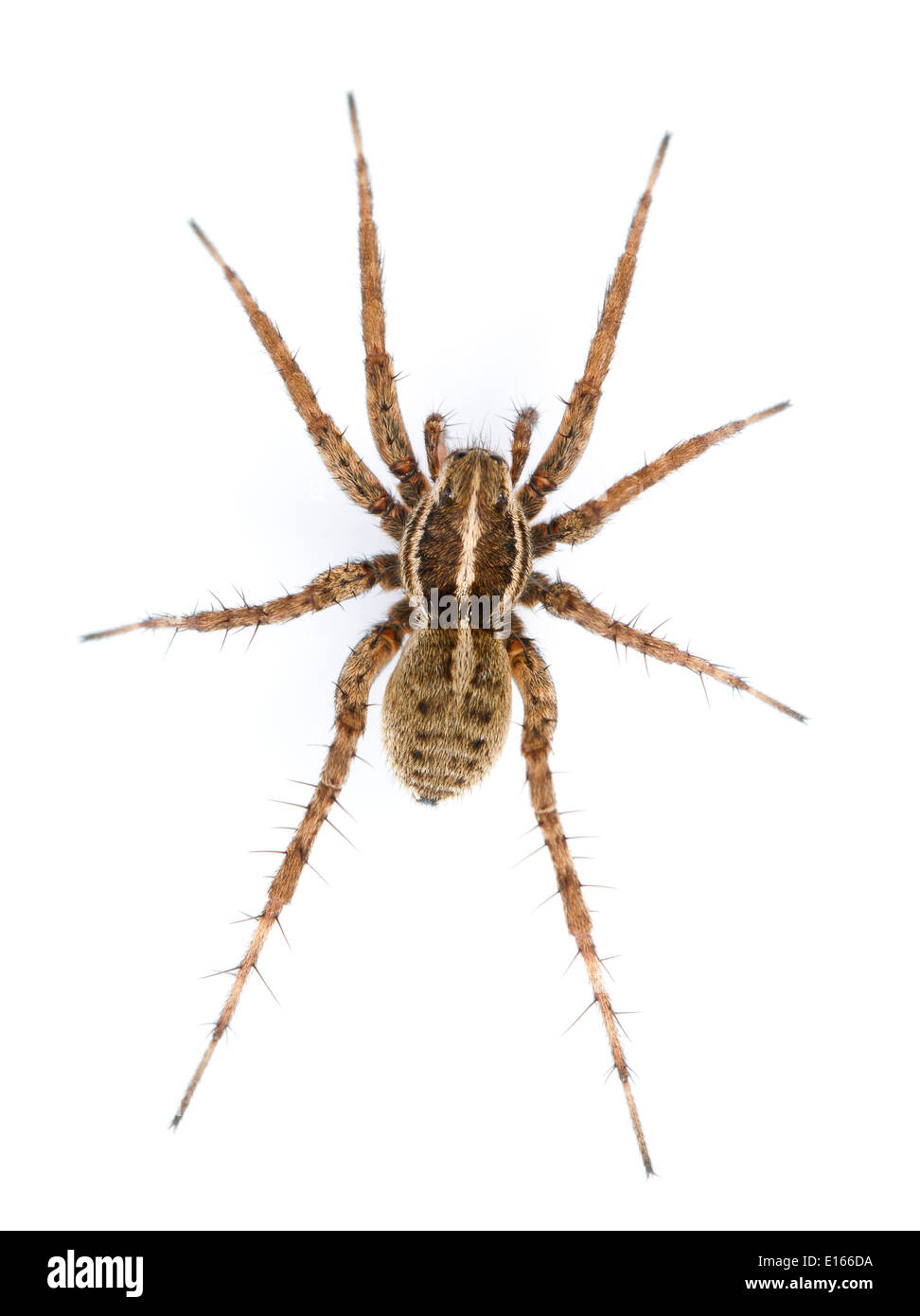 Pardosa monticola - Female Stock Photo - Alamy