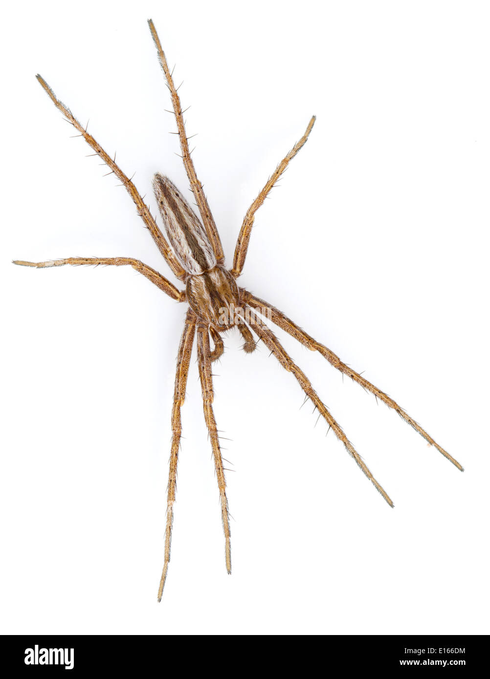 Oblongus hi-res stock photography and images - Alamy