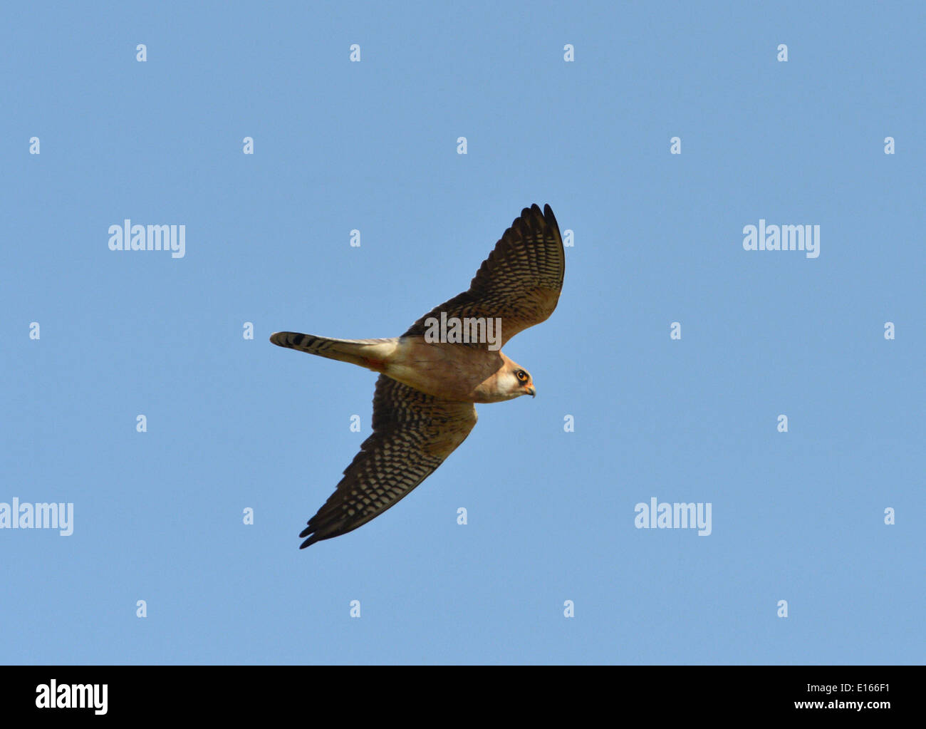 Falcons in asia hi-res stock photography and images - Alamy