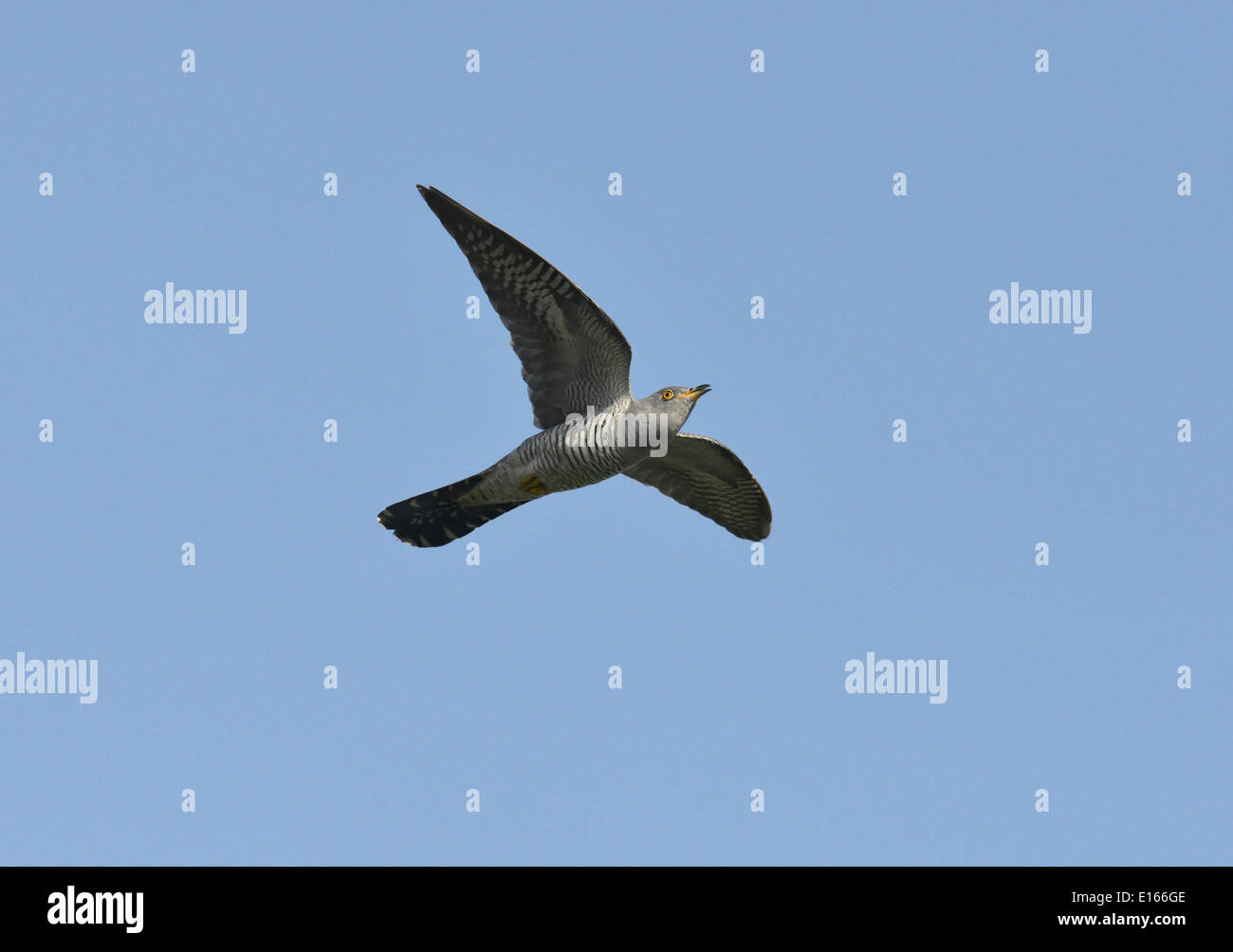 Cuckoo flight hi-res stock photography and images - Alamy