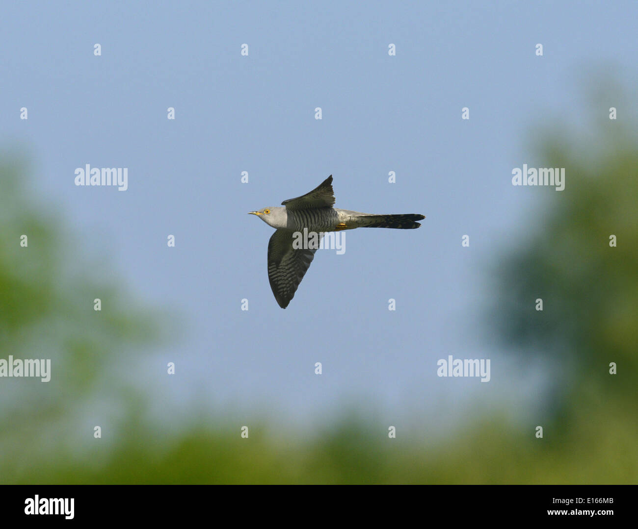 Cuckoo Flying High Resolution Stock Photography and Images - Alamy