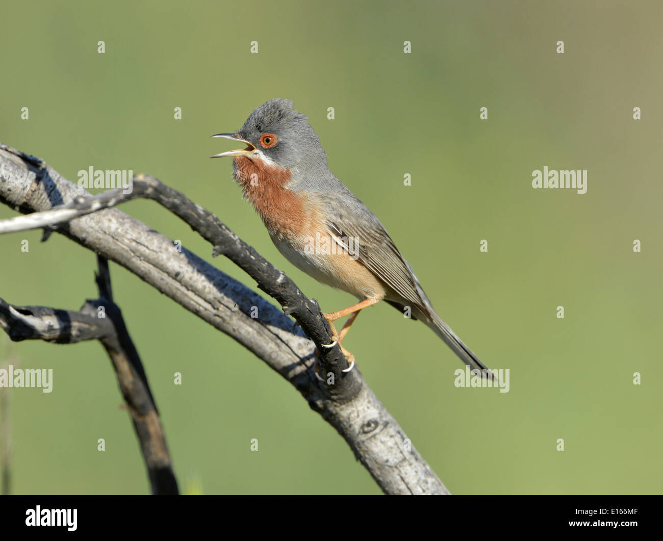 Eastern Subalpine Warbler - Sylvia cantillans albistriata Stock Photo ...