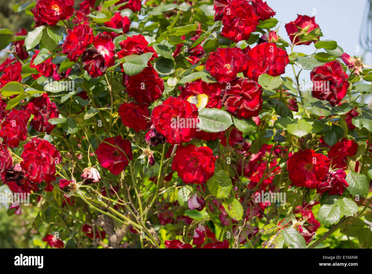 Red roses in Italian garden Stock Photo - Alamy
