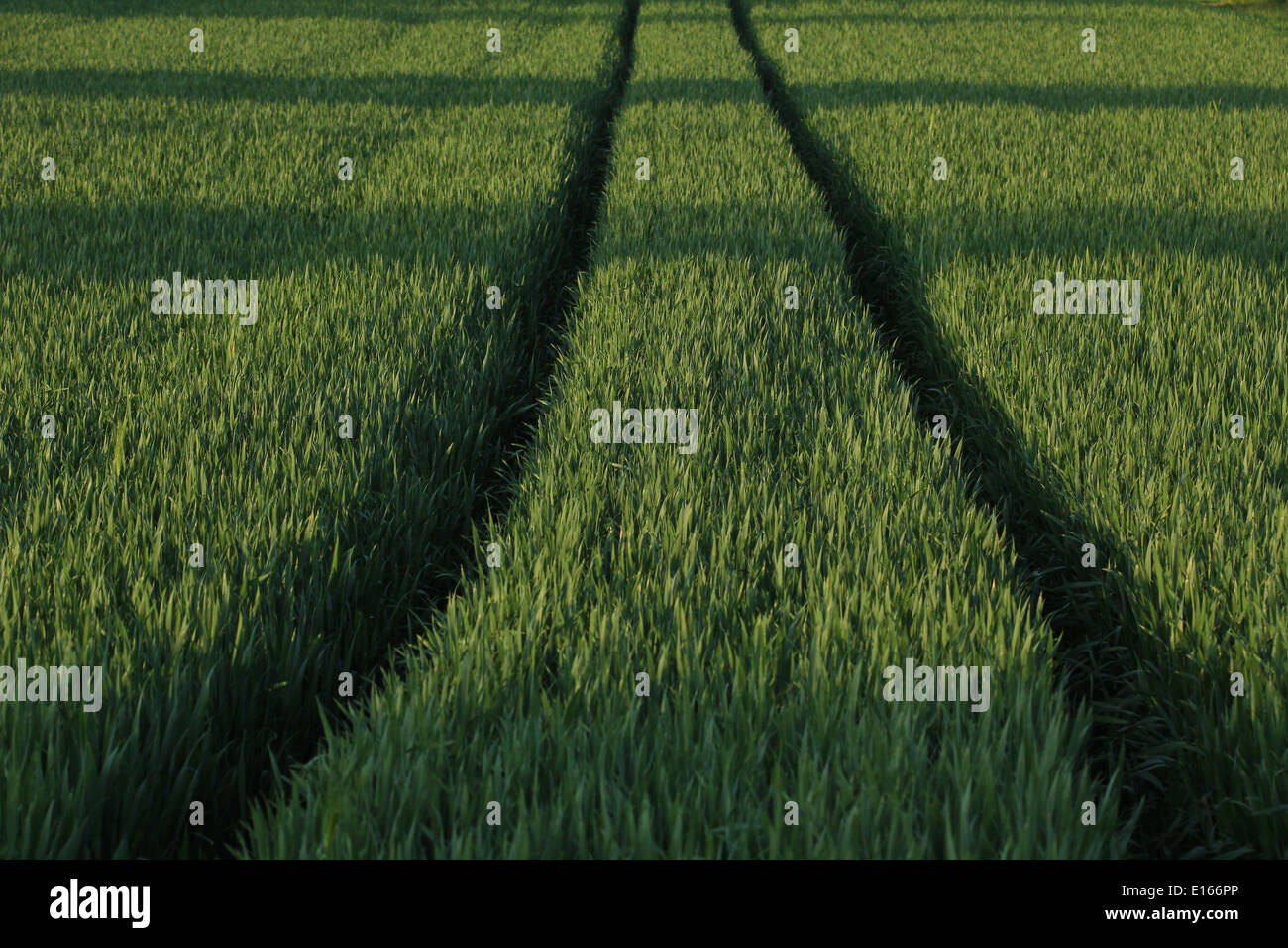 Barley corn hi-res stock photography and images - Alamy