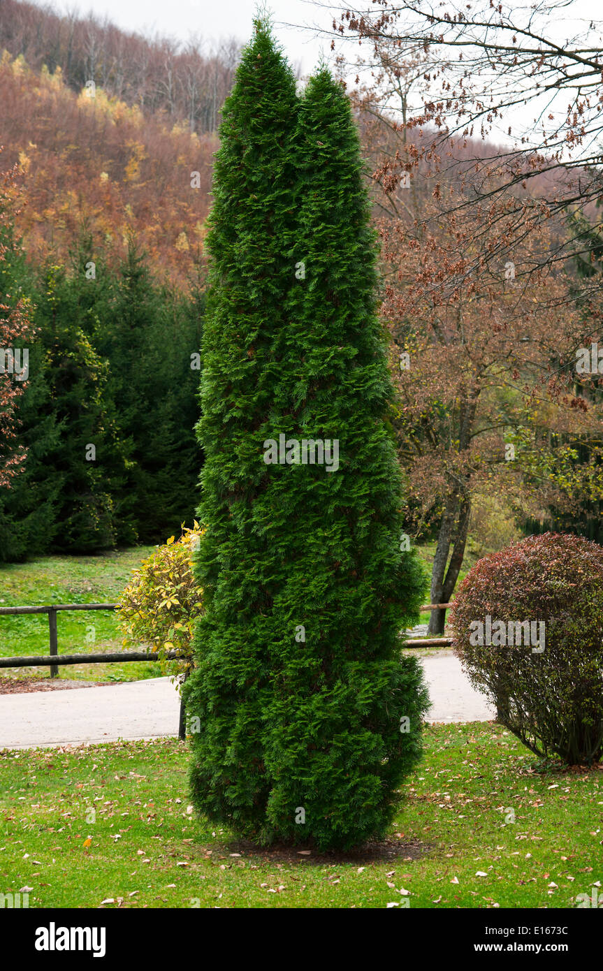 Green bush hi-res stock photography and images - Alamy