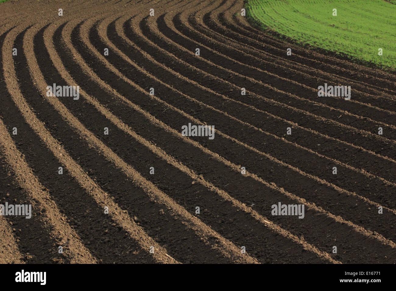furrows in a field Stock Photo - Alamy