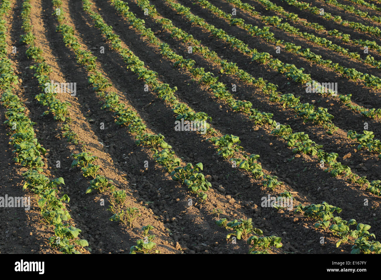 Field plough lines hi-res stock photography and images - Alamy