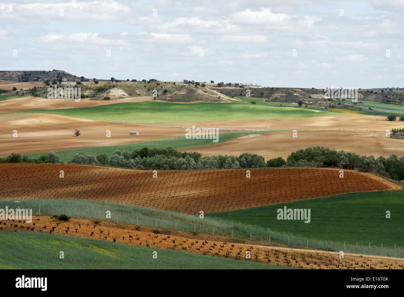ribera del duero spain europe rural wine vine country countryside sky ...