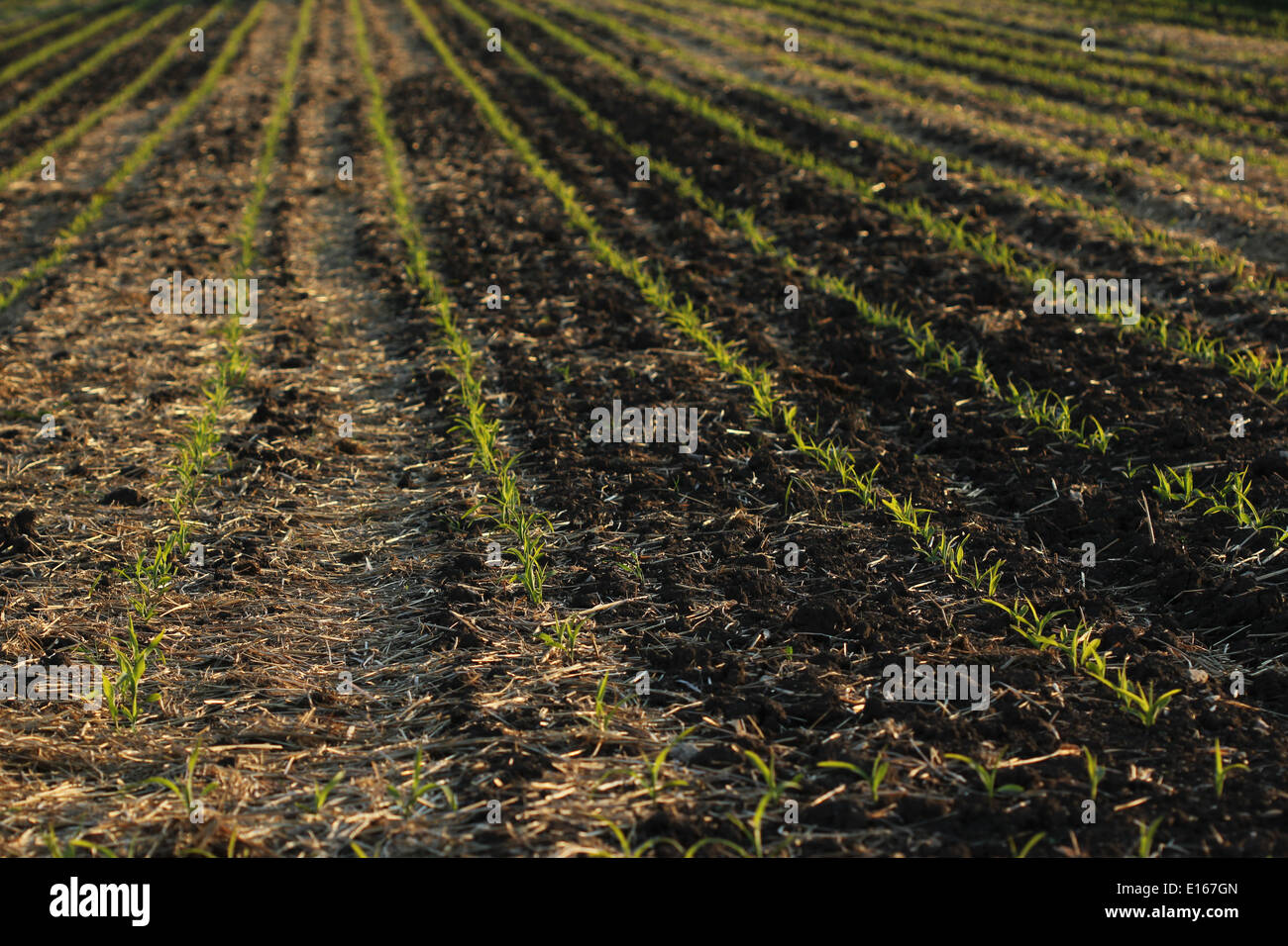 furrows in a field Stock Photo - Alamy