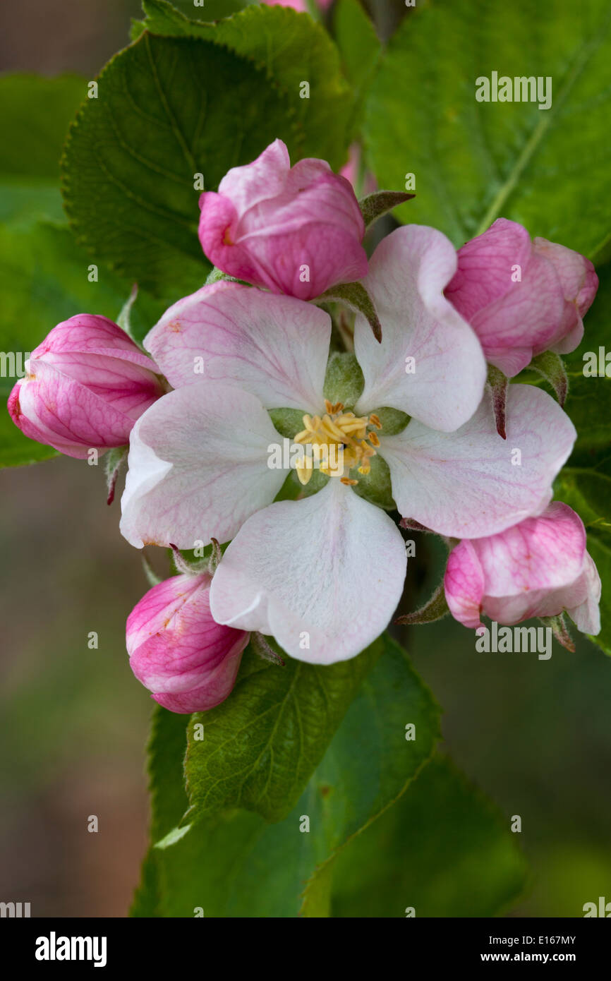 Kings apple hi-res stock photography and images - Alamy