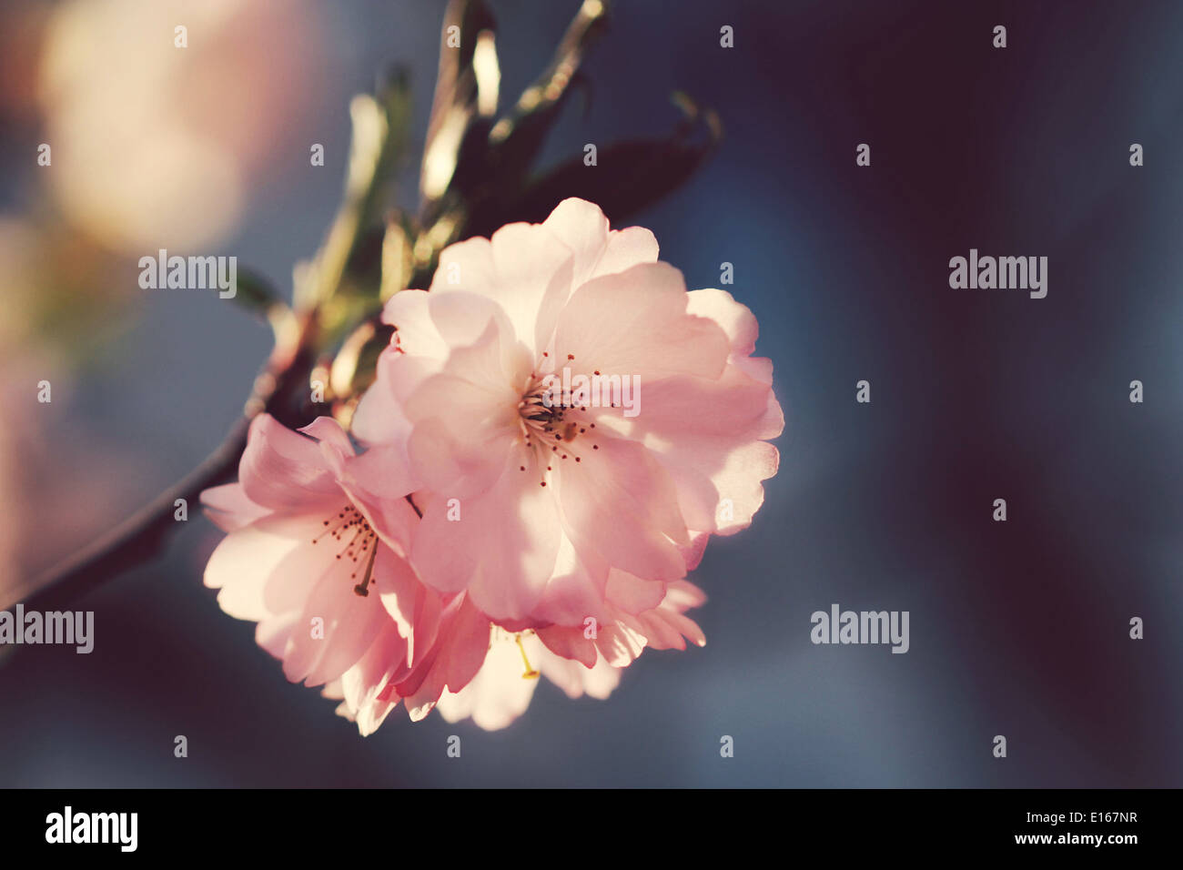 Carnation cherry hi-res stock photography and images - Alamy