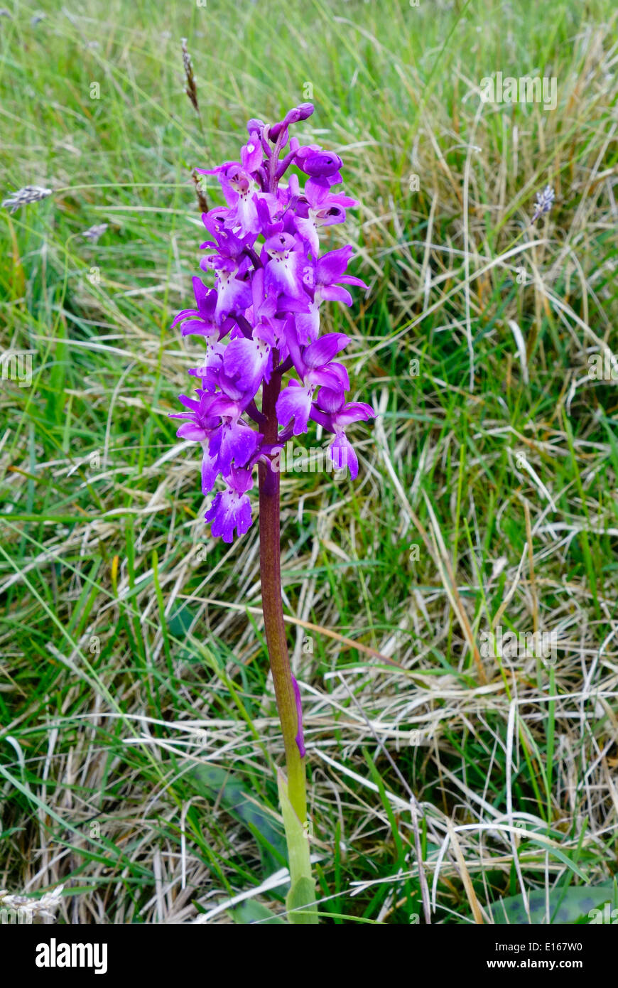 Spring early blooming plant flowering stems plants hi-res stock ...
