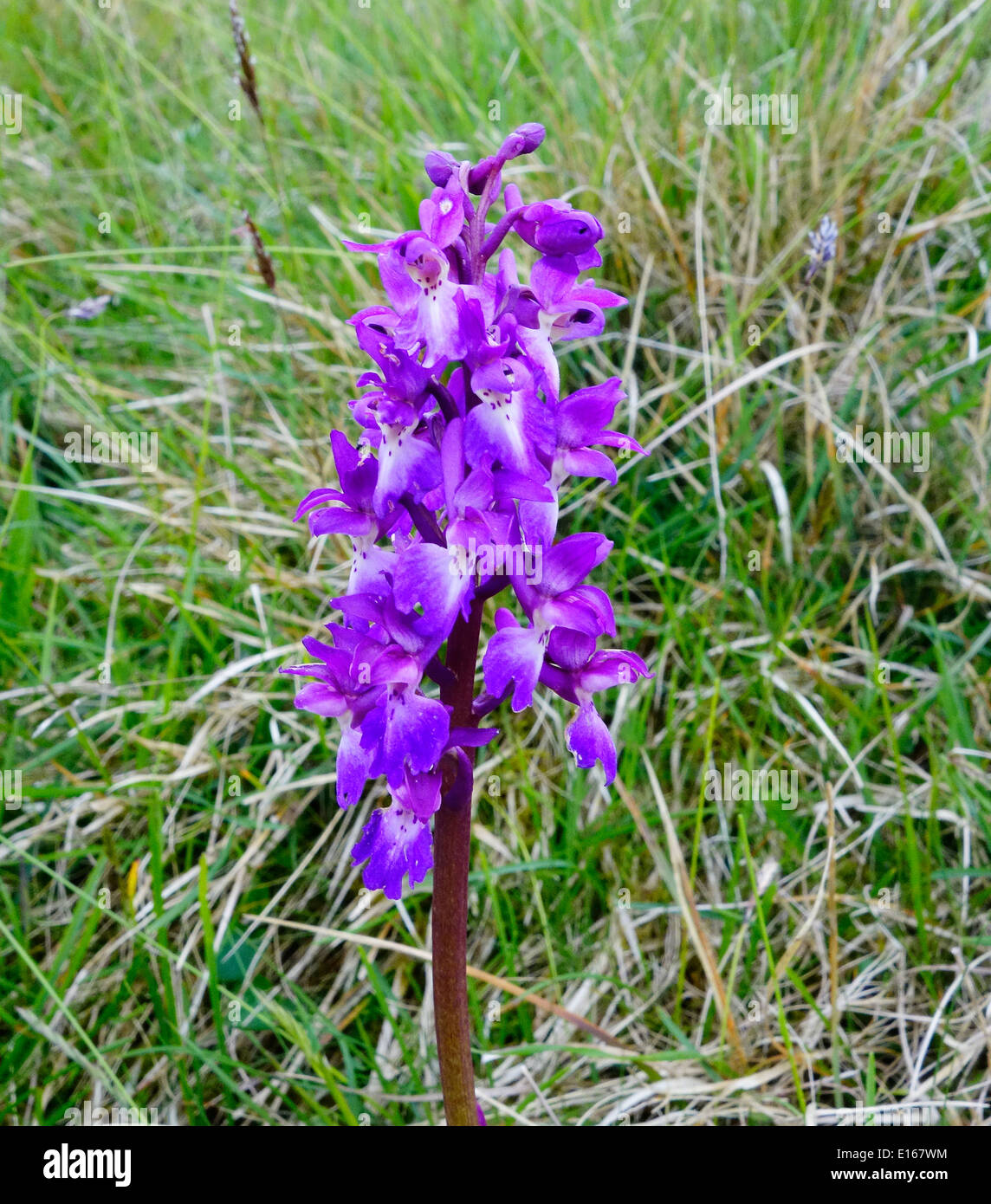 Spring orchis hi-res stock photography and images - Alamy