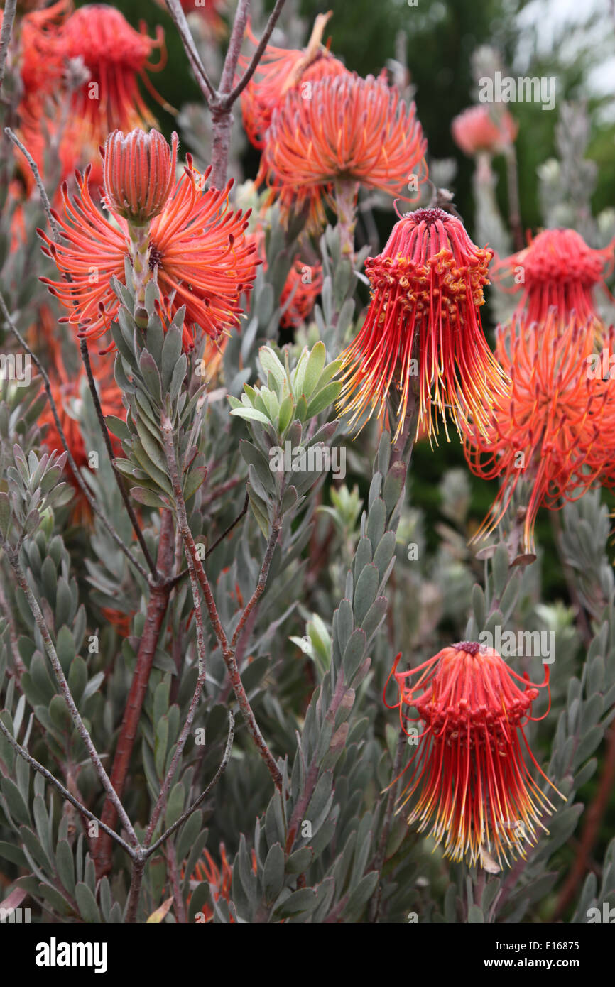 Orange protea hi-res stock photography and images - Alamy