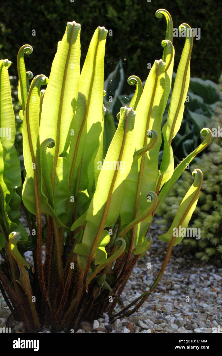 Emerging fern leaves against the light with curling tongues of green ...