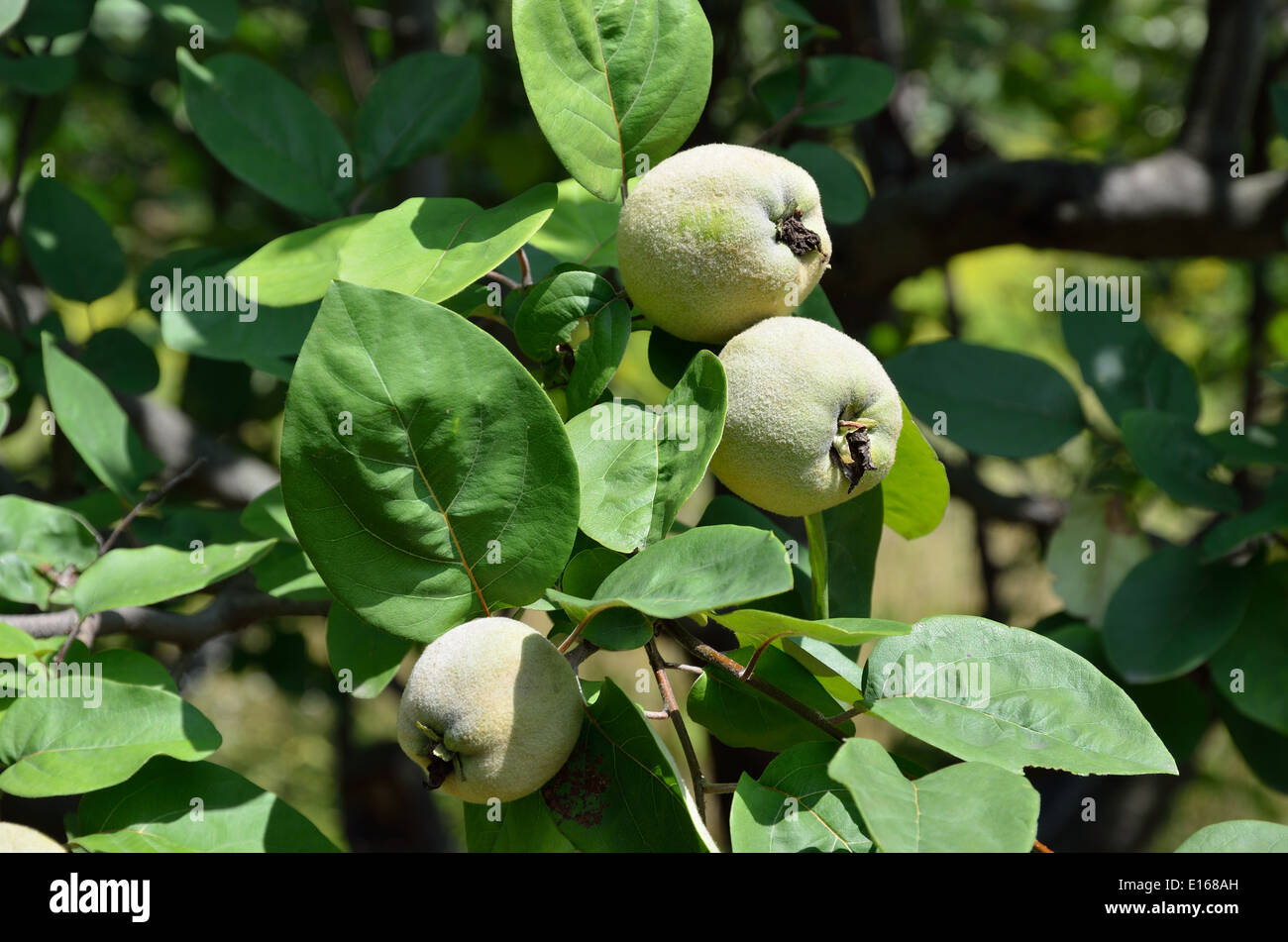 Quince tree hi-res stock photography and images - Alamy