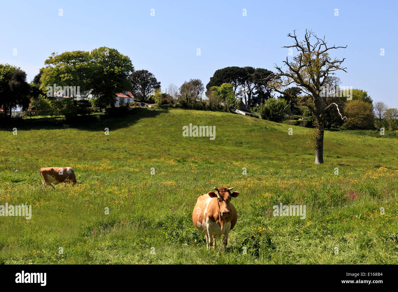 Guernsey cow uk hi-res stock photography and images - Alamy