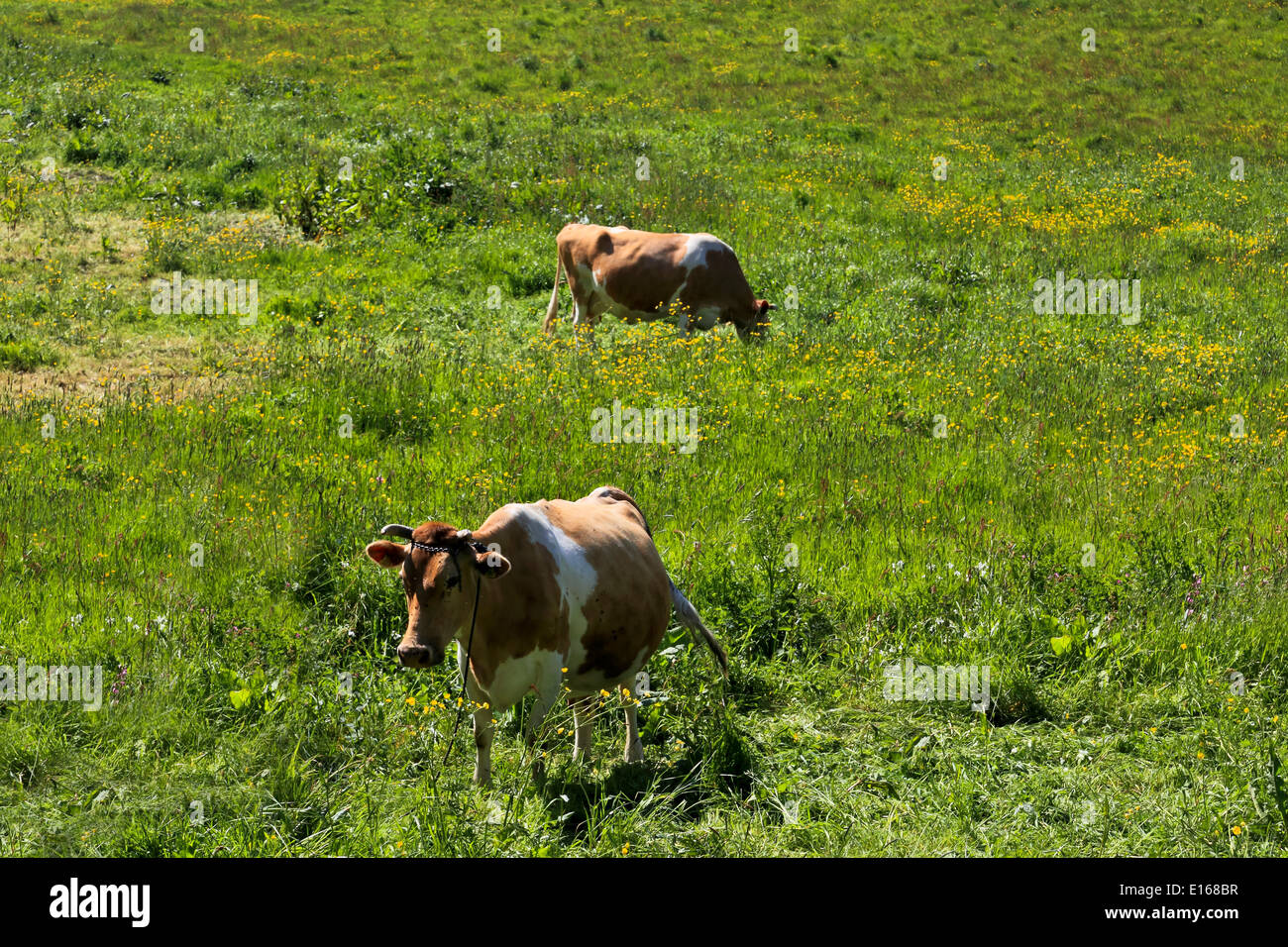 9147. Guernsey Cows, Guernsey, Channel Islands, UK, Europe Stock Photo ...