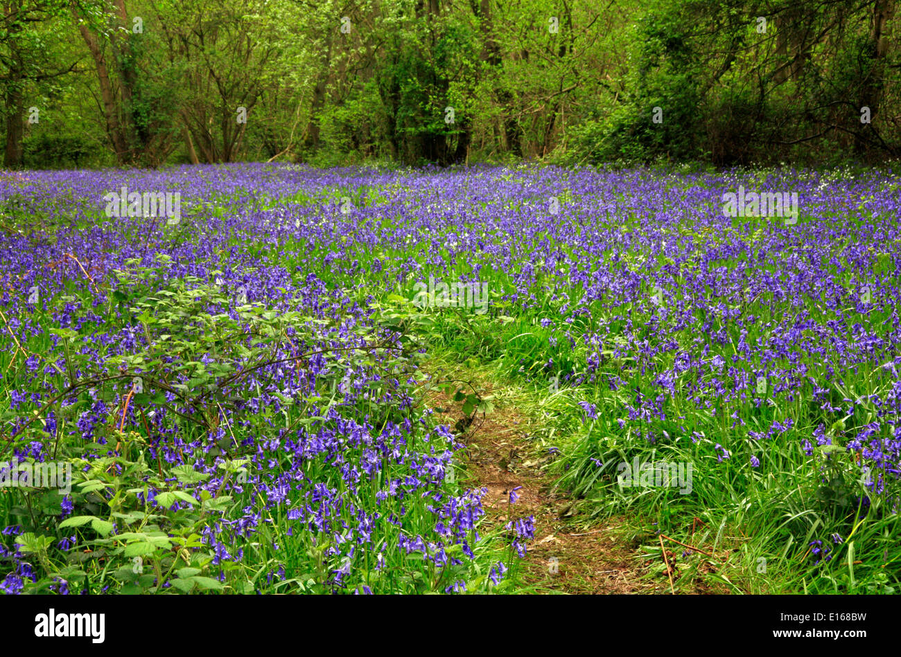 A path through a mass of bluebells in the ancient wood at Foxley ...