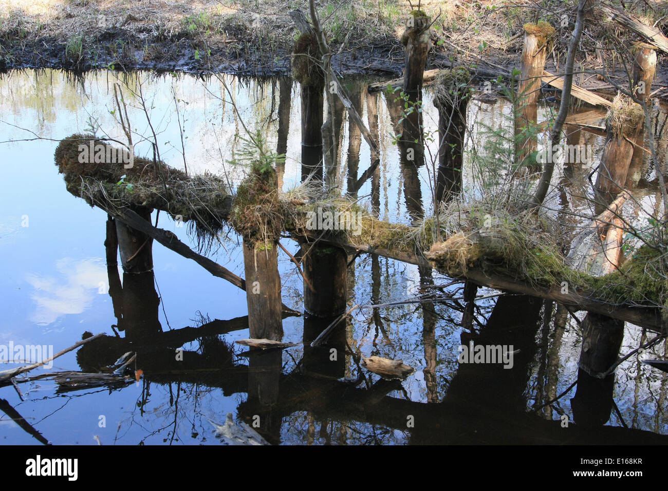 Blue marsh hi-res stock photography and images - Alamy