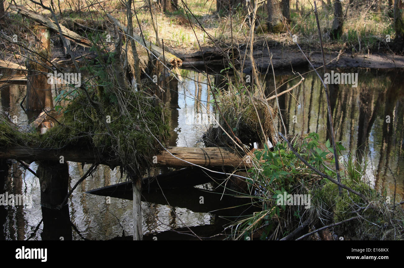 Realistic nature hi-res stock photography and images - Alamy