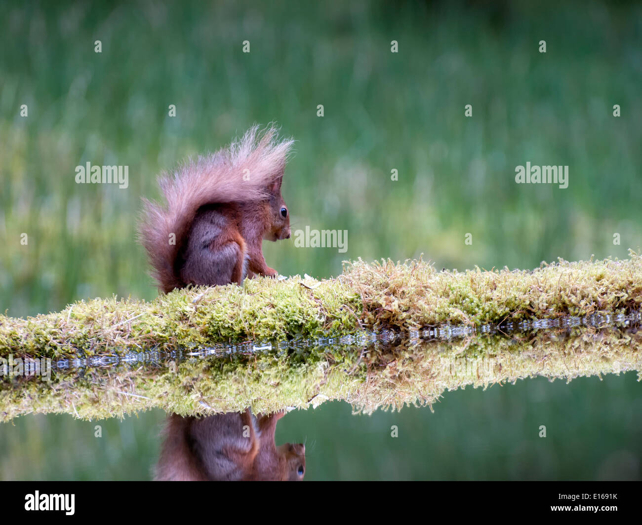 A red squirrel ( Sciurus vulgaris ) and its reflection in a drinking ...
