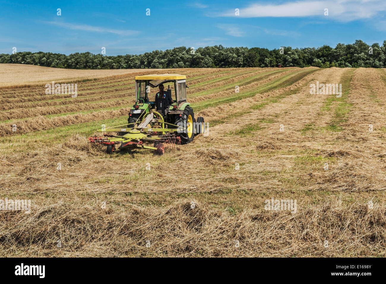 A tractor turns hay on a field, Putgarten, Wittow peninsula, Ruegen ...