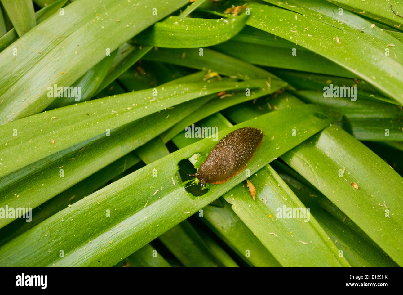 Chocolate slug, Arion rufus, aka Licorice slug or black slug eating ...